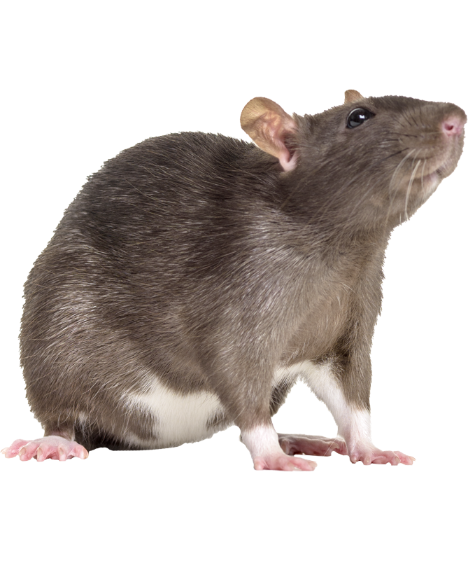 Pest Control | McMahon Exterminating - Home